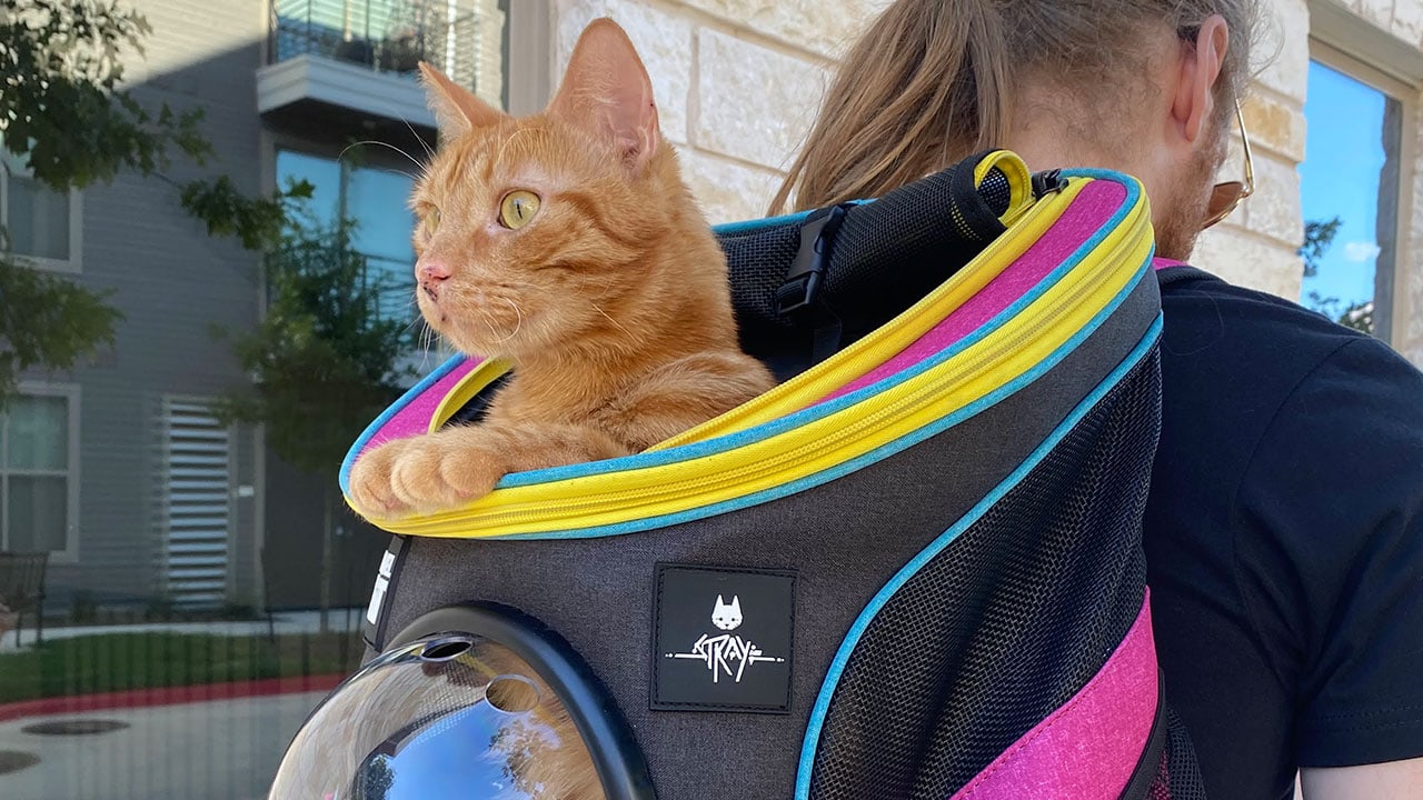 Limited Edition Cat Carrier for Stray Cats