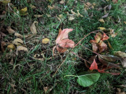 Google Pixel 7 Smartphone Review - CGMagazine